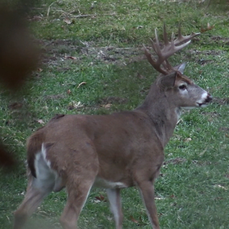 How to Create a Low-Maintenance, High-Protein Food Plot