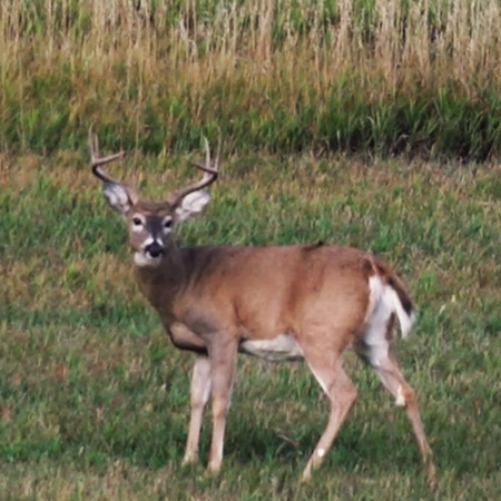 10-pointer Archives | Deer & Deer Hunting