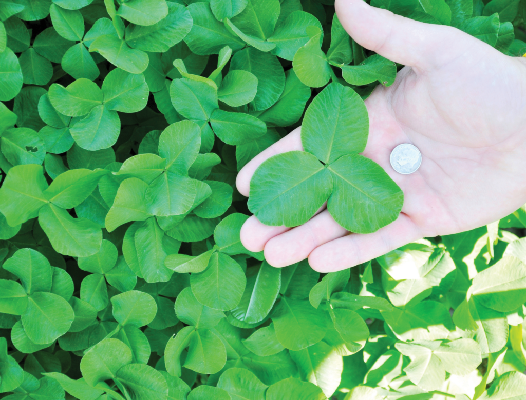 Top 4 Food Plot Seeds, Trees and Implements for 2023