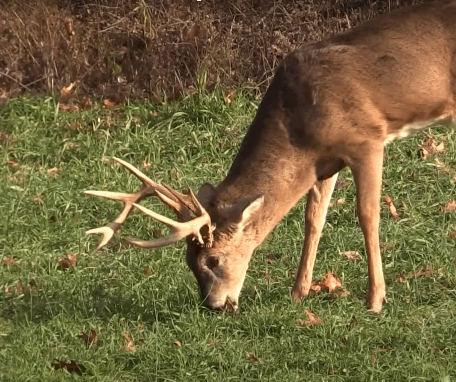 The Best Times to Hunt the Rut | Deer & Deer Hunting