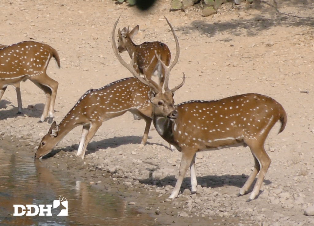 The Best Axis Deer Hunting on Earth | Deer & Deer Hunting