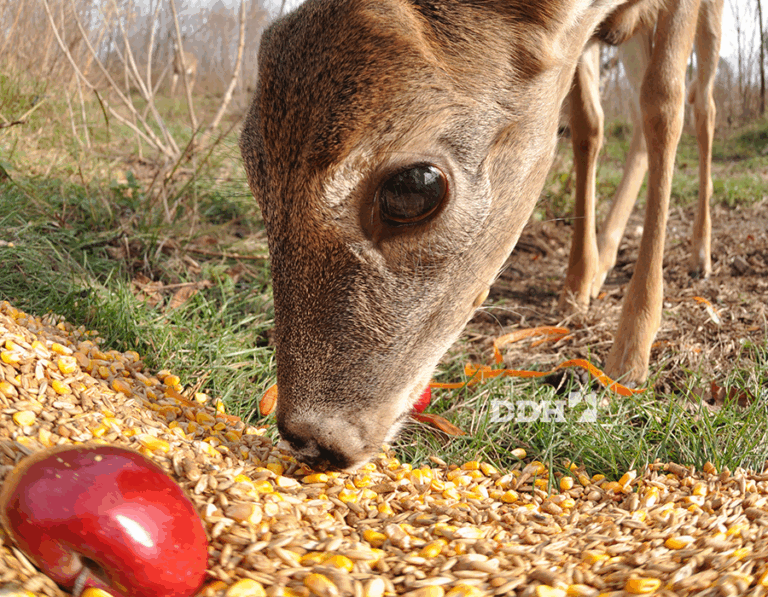 Governor: Let Landowners Deer Hunt Over Bait