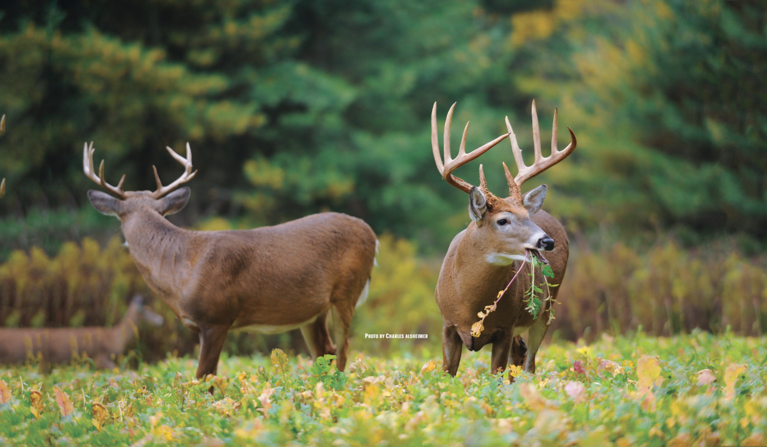 Charles Alsheimer, Author at Deer & Deer Hunting