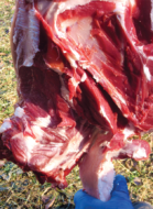 Boning Venison Quickly, Easily and Properly