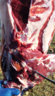 Boning Venison Quickly, Easily and Properly