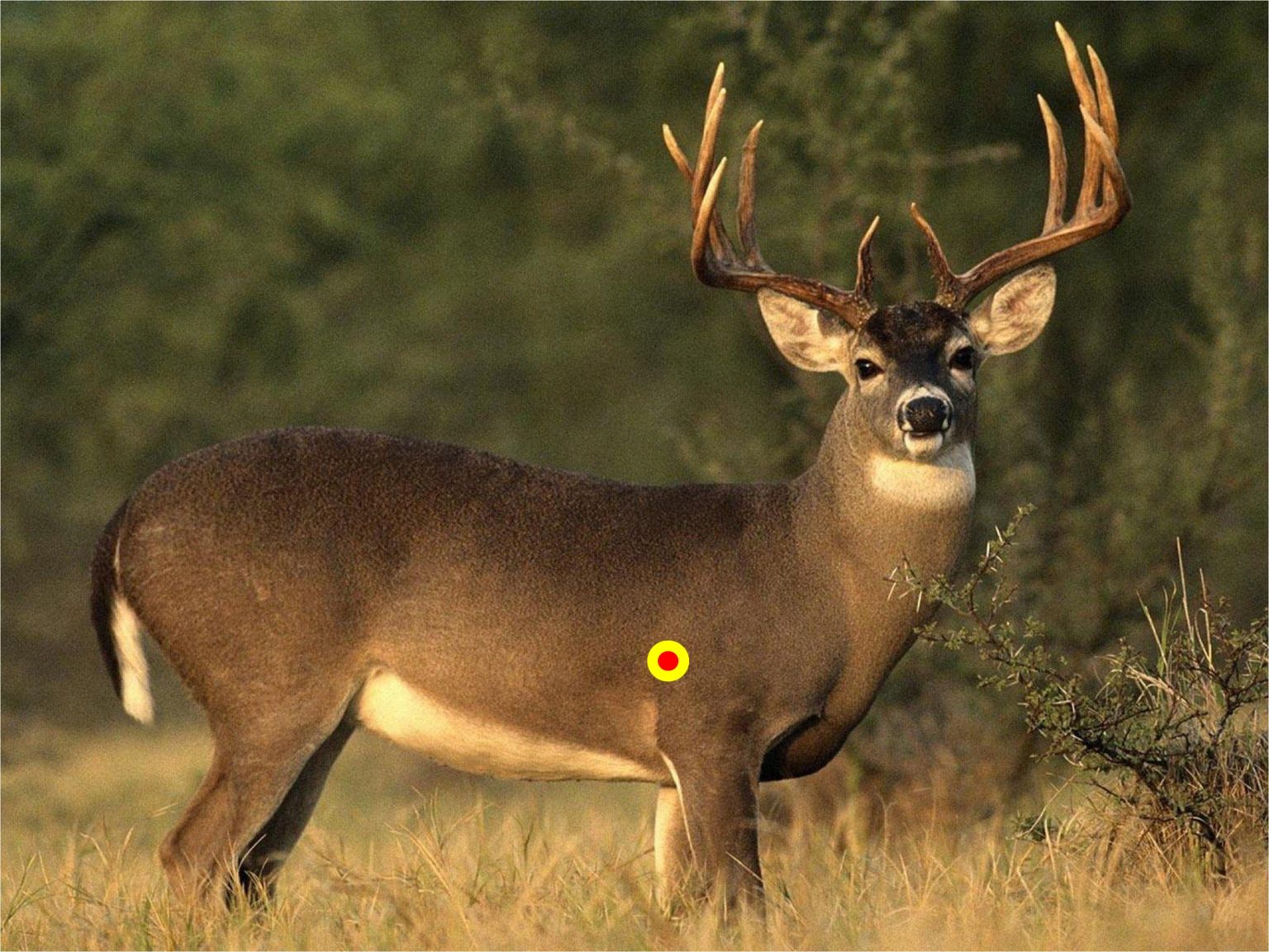 The Do’s and Don’ts of Crossbow Shot Placement on Whitetails