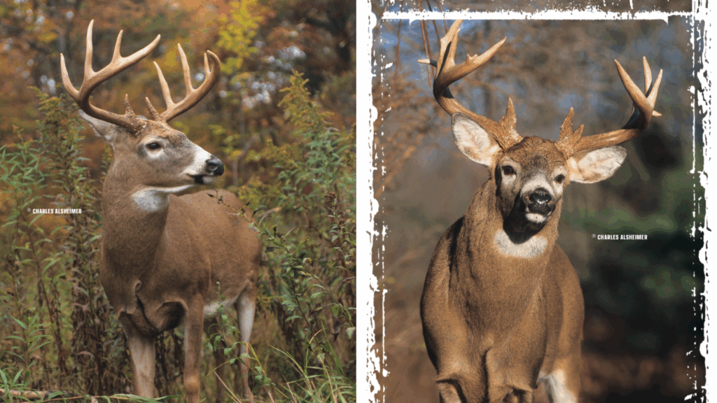The Age When Bucks Grow Their Largest Antlers | Deer & Deer Hunting