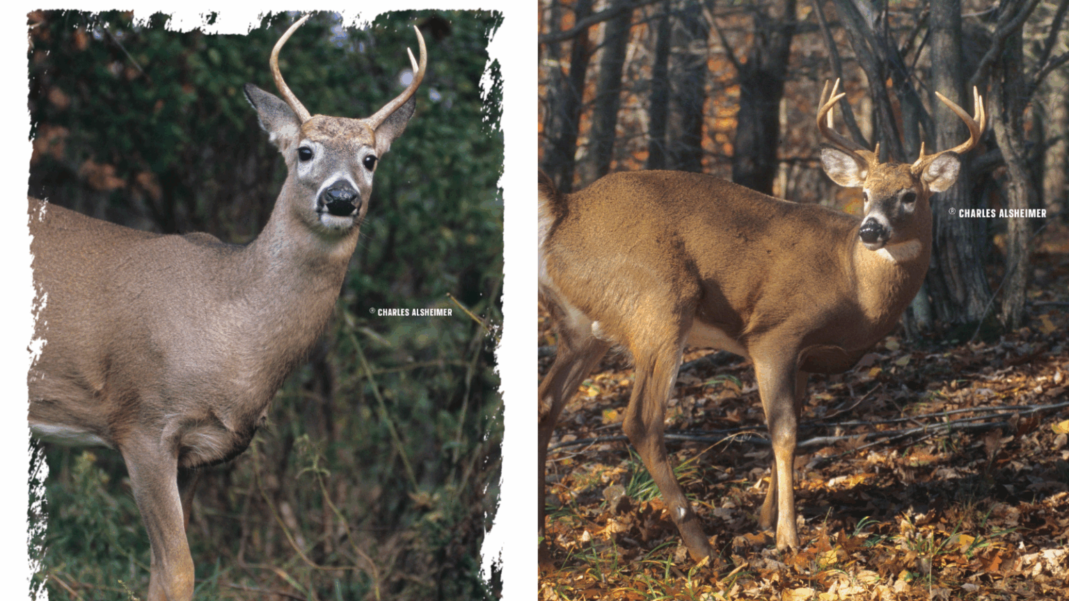 The Age When Bucks Grow Their Largest Antlers | Deer & Deer Hunting