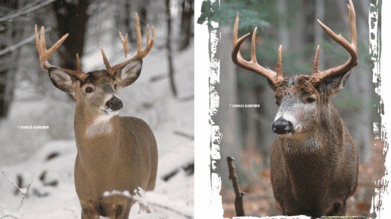 The Age When Bucks Grow Their Largest Antlers | Deer & Deer Hunting