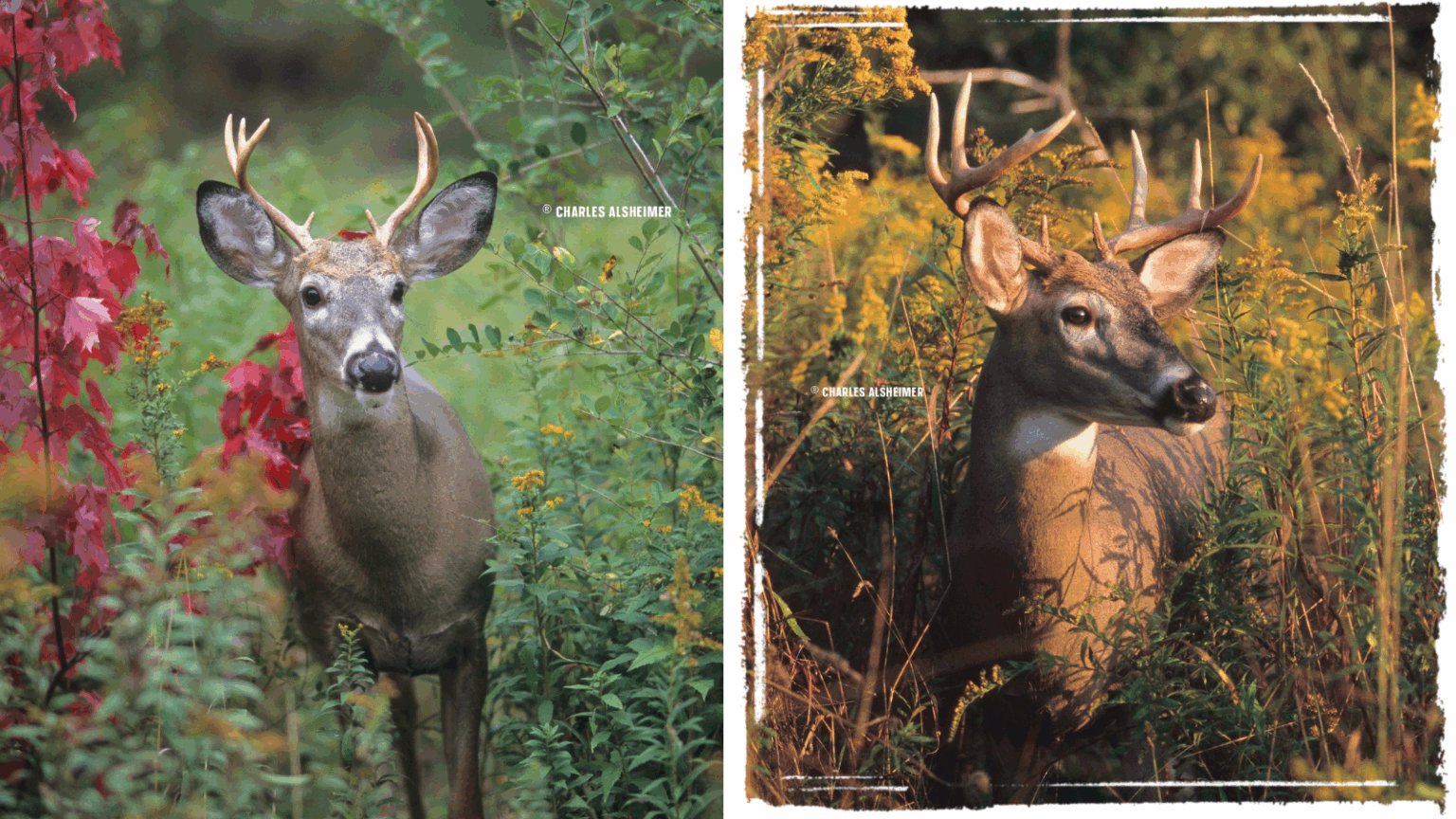 The Age When Bucks Grow Their Largest Antlers | Deer & Deer Hunting