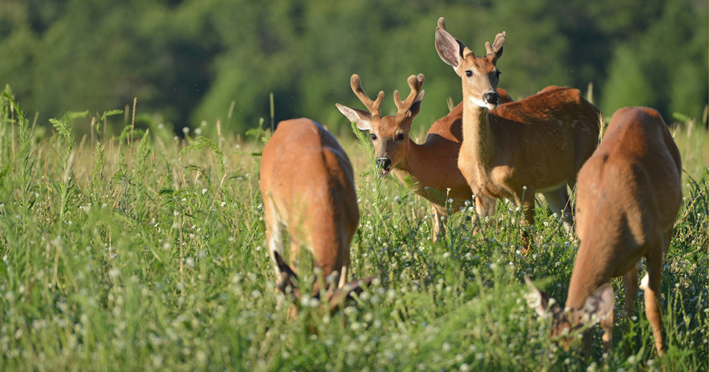 Buck Dispersal: When, Why and How Far | Deer & Deer Hunting