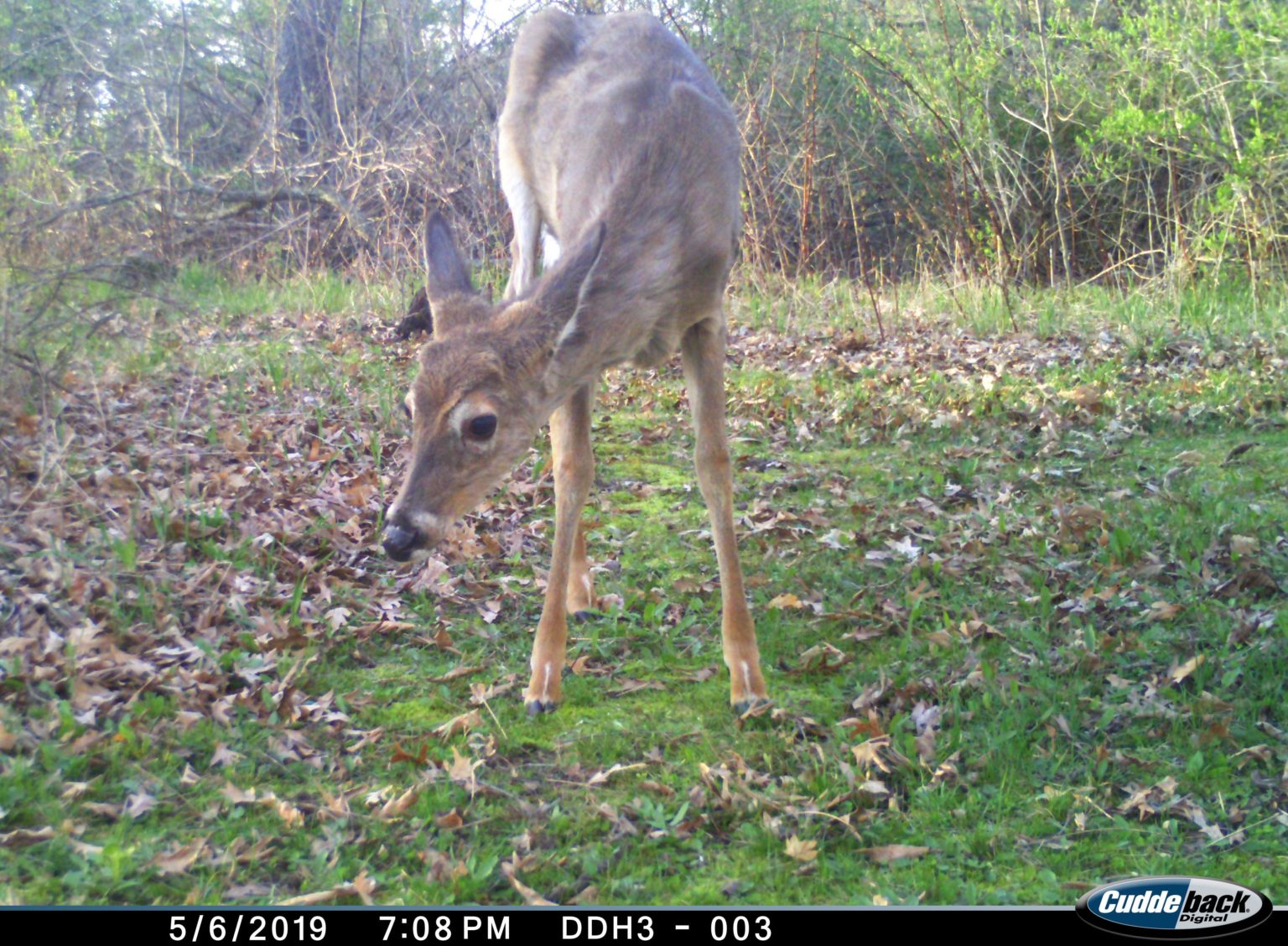Buck Fawns in the Harvest: Tragic Loss or Necessary Evil?