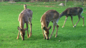 Buck Fawns in the Harvest: Tragic Loss or Necessary Evil?