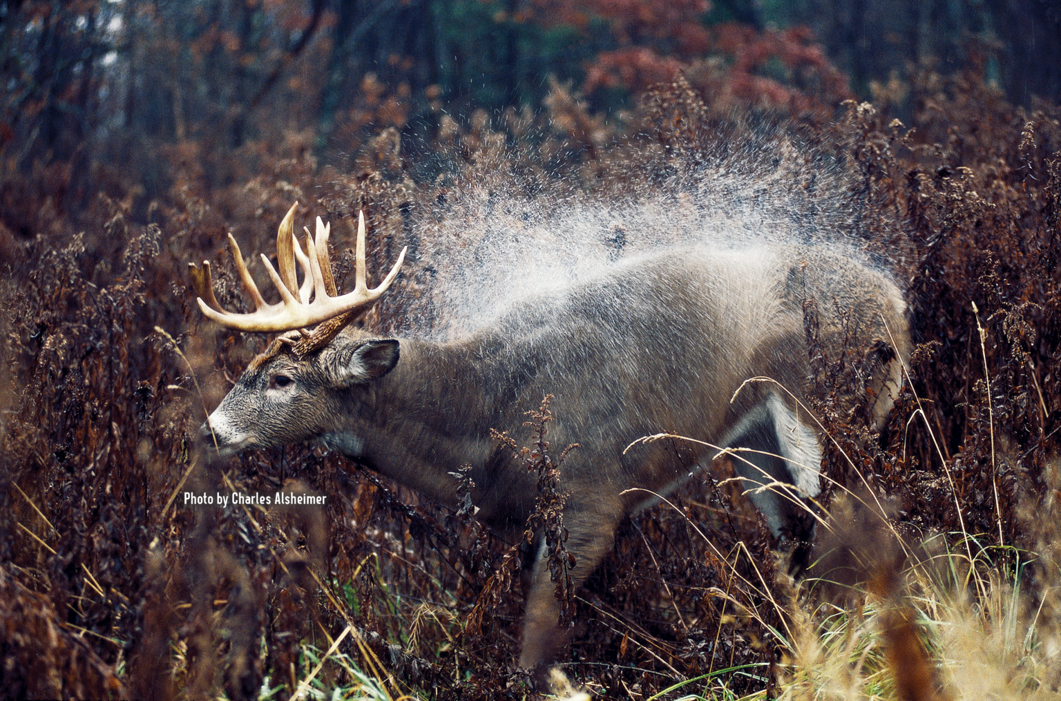 Big Buck Photos and Advice | Deer & Deer Hunting