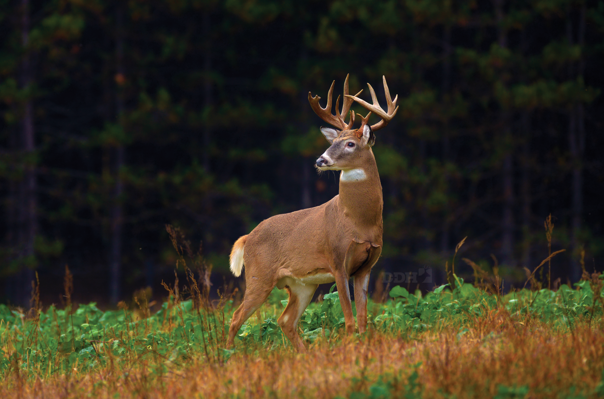 fall food plots Archives | Deer & Deer Hunting