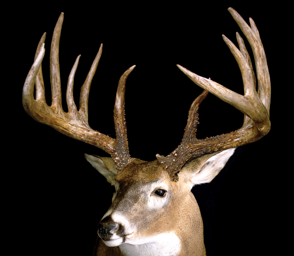 It Nets 215+ Inches, But It's Not the World Record