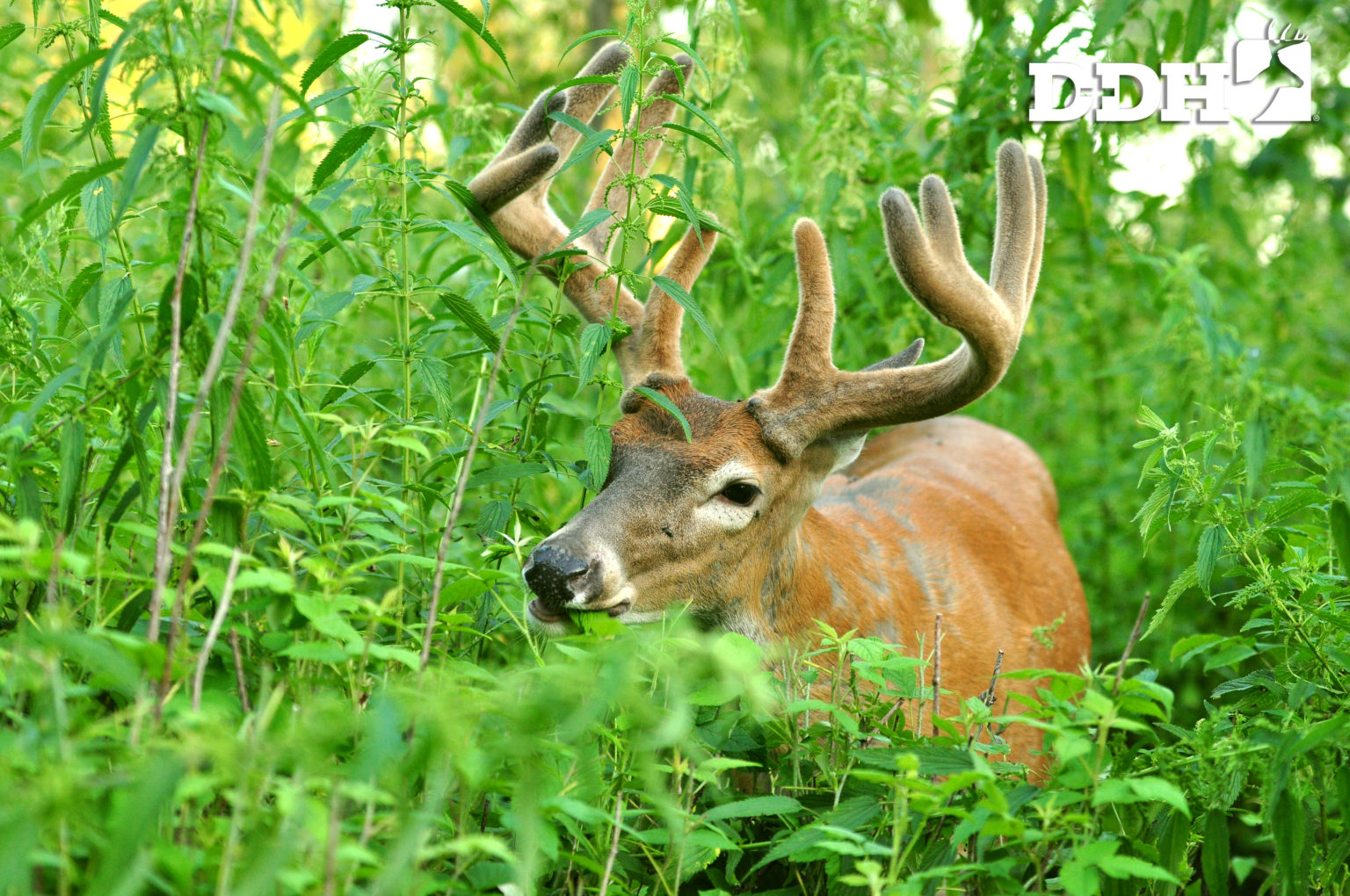 Digestive Diversity: How Nutritional Needs Vary by Season