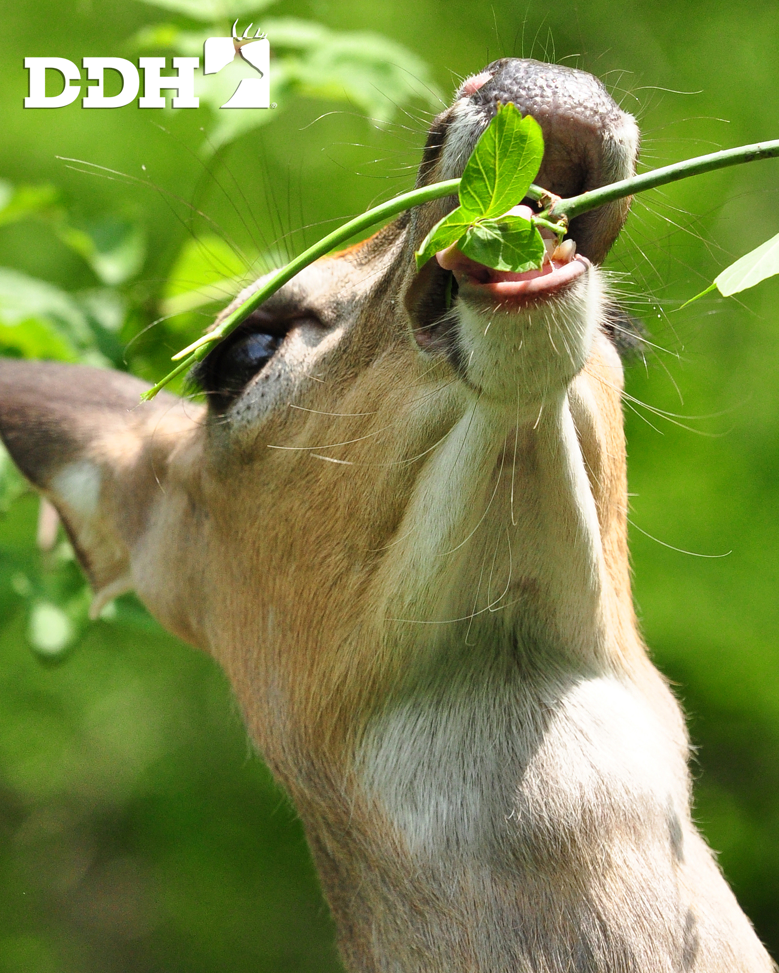 Digestive Diversity: How Nutritional Needs Vary by Season