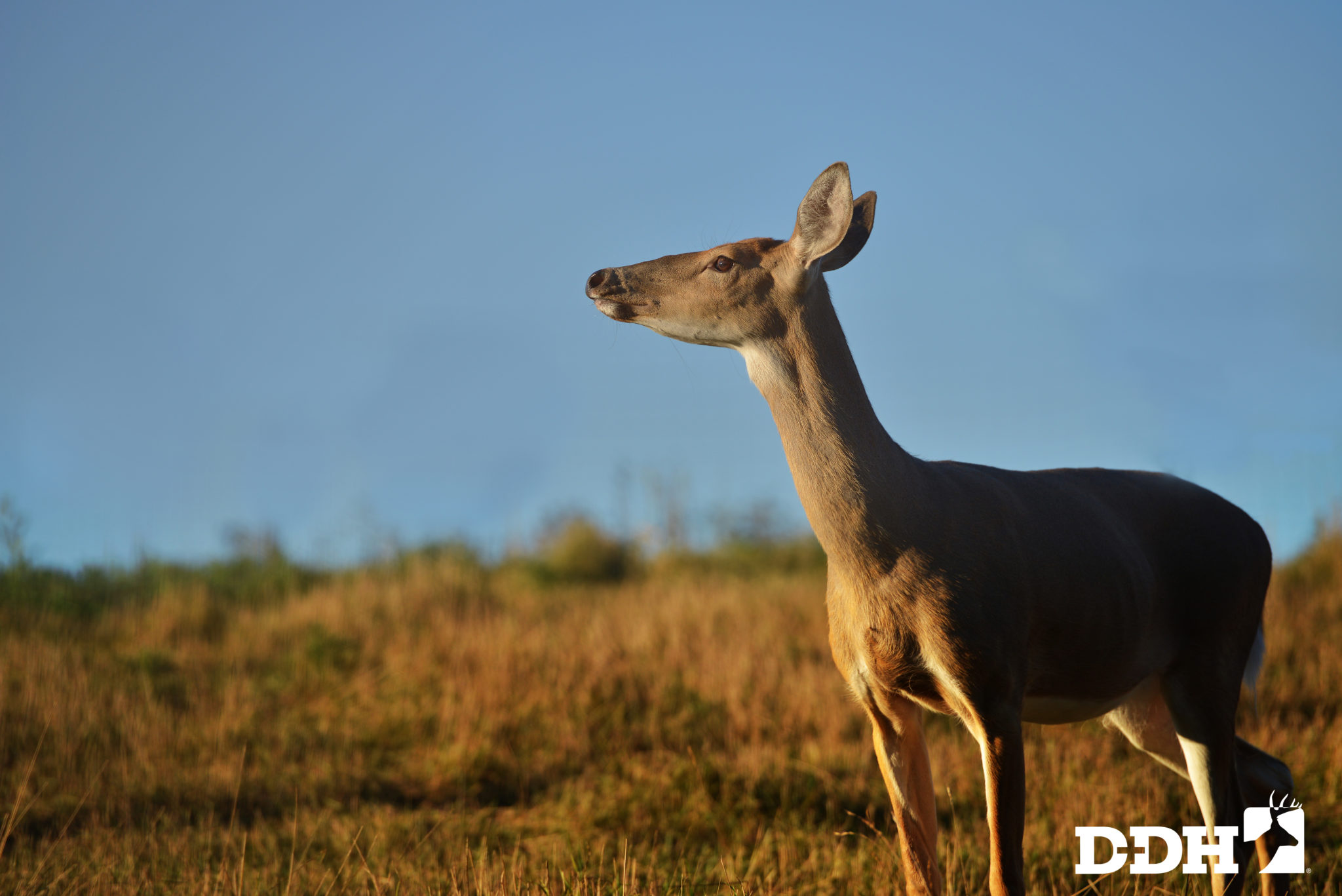 Why Females Might Be the Main Reason for the Spread of CWD | Deer ...