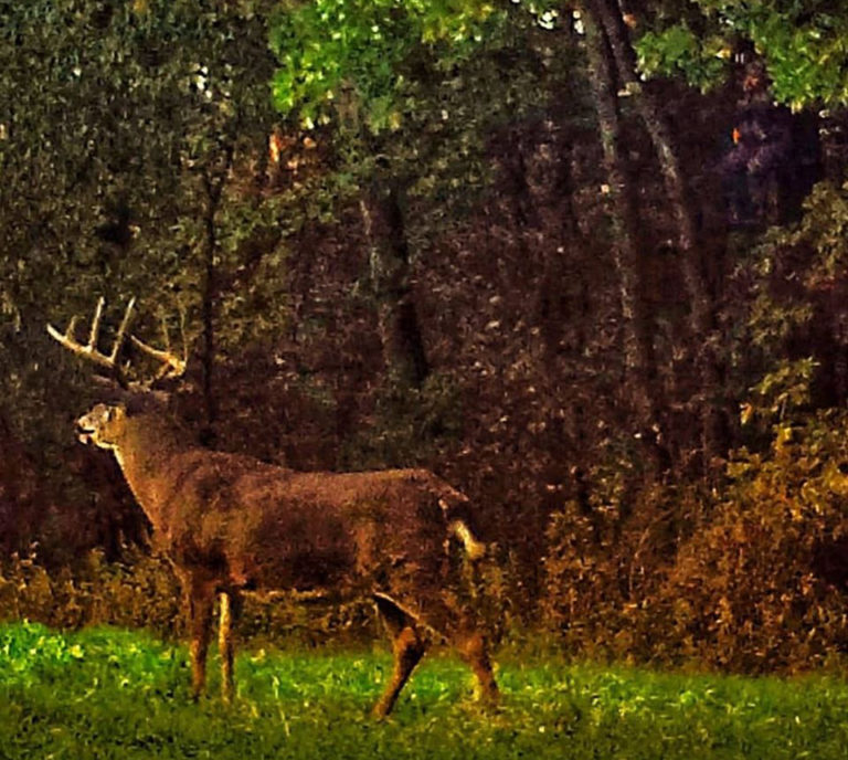What’s The Heaviest Buck You’ve Ever Seen? Stump Sitters® Insights