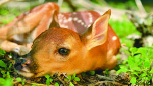 The Top 3 Factors That Affect Whitetail Fawn Survival | Deer & Deer Hunting