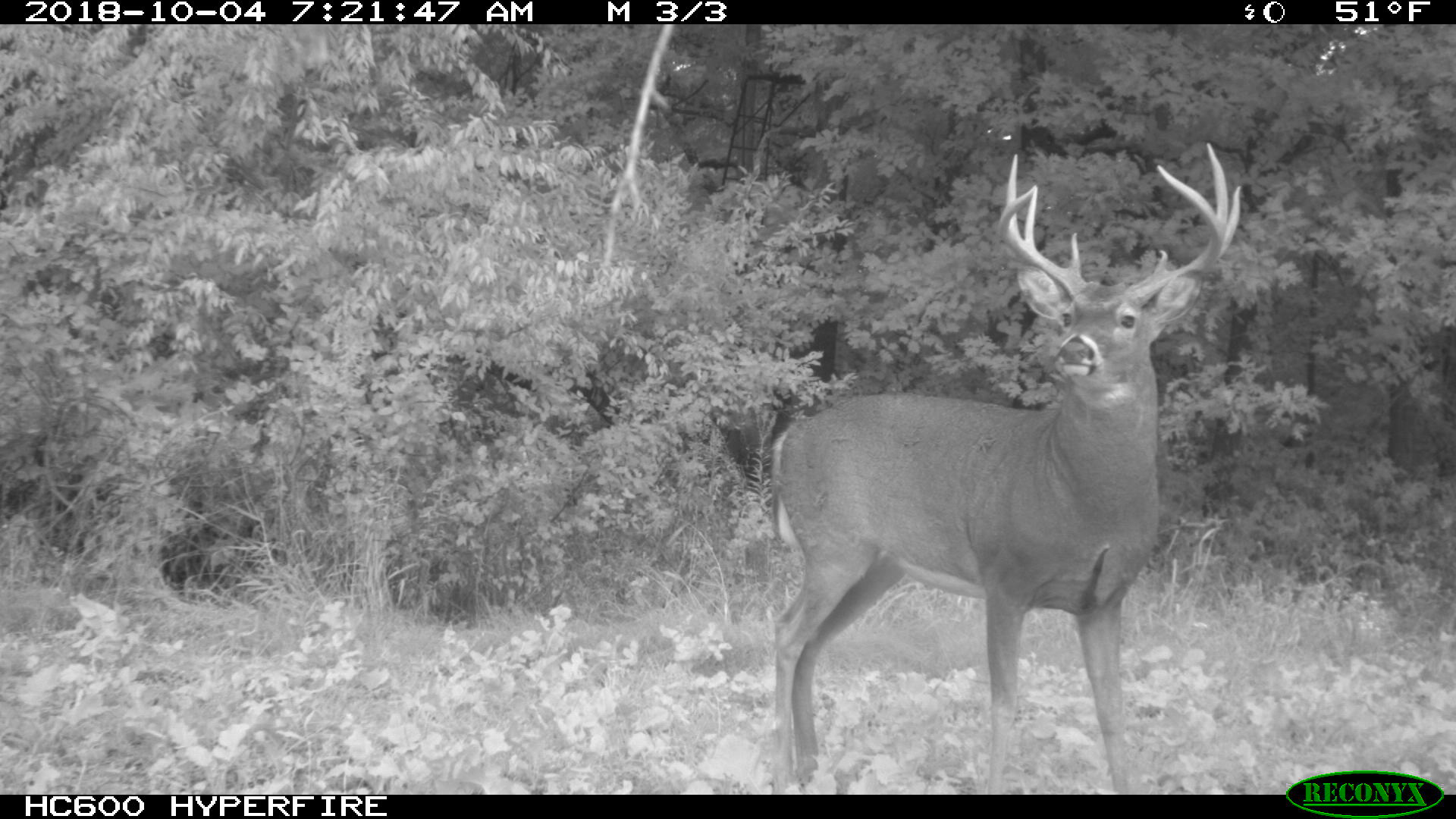 What is a Management Buck? | Deer & Deer Hunting