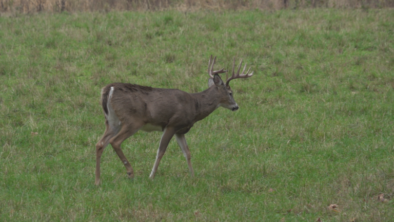 #83: GROW YOUR BEST FOOD PLOTS with Tim Neuman | Deer Talk Now Podcast