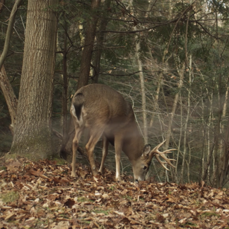 How Logging Can Create a Big Buck Haven | Deer & Deer Hunting