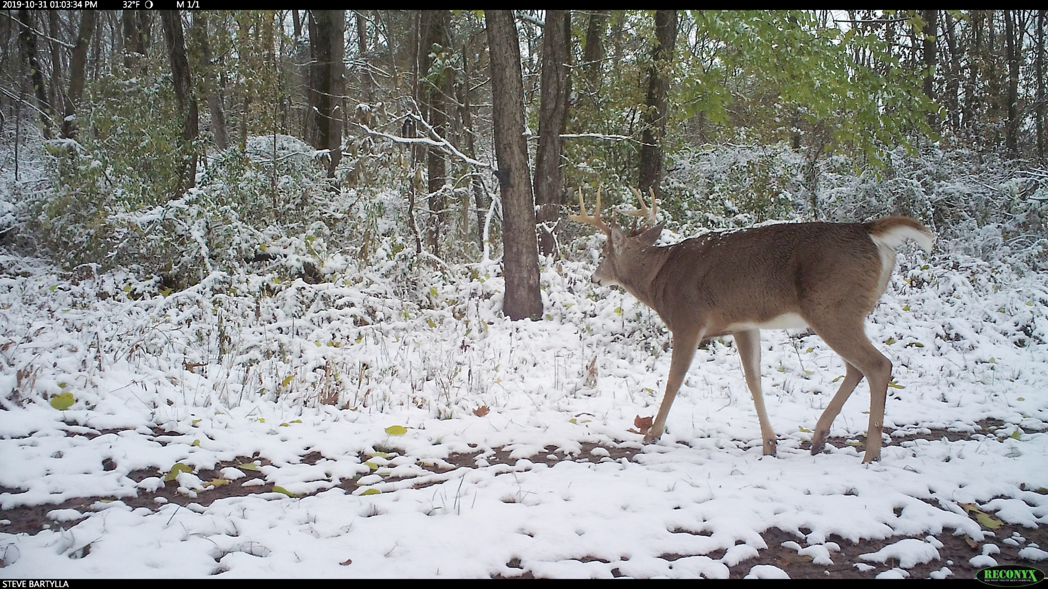 Create a Master Plan for Big Bucks | Deer & Deer Hunting