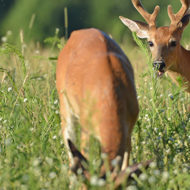 How to Plant a Food Plot | Deer & Deer Hunting