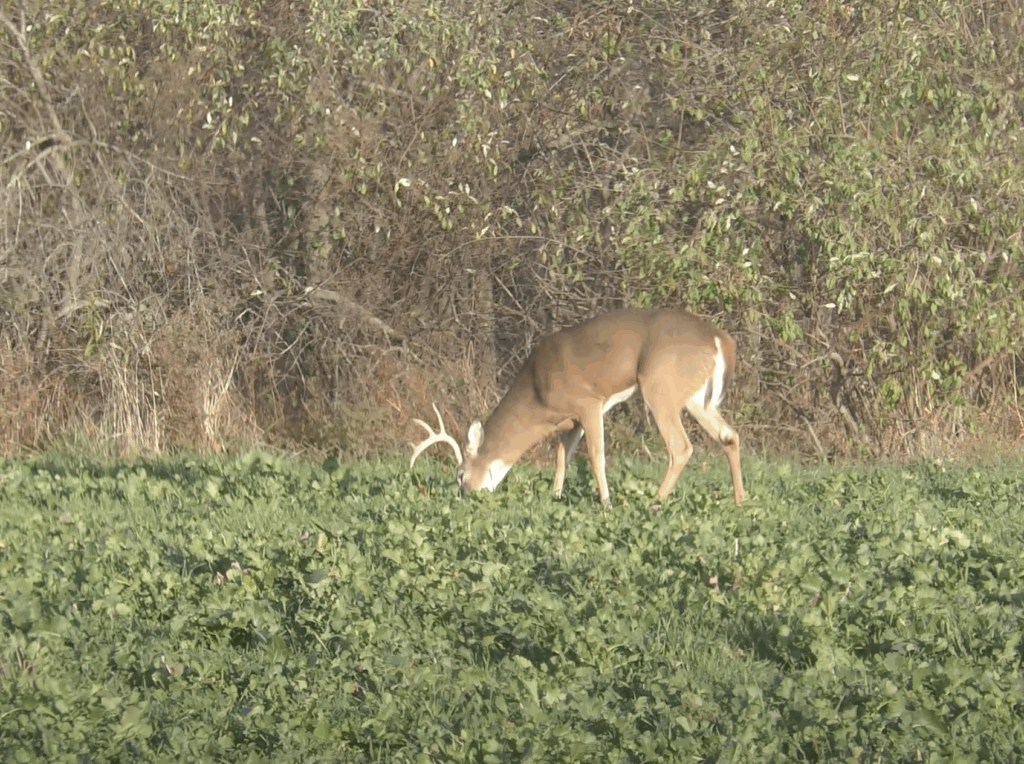 How to Select the Right Seed for Your Food Plot | Deer & Deer Hunting ...