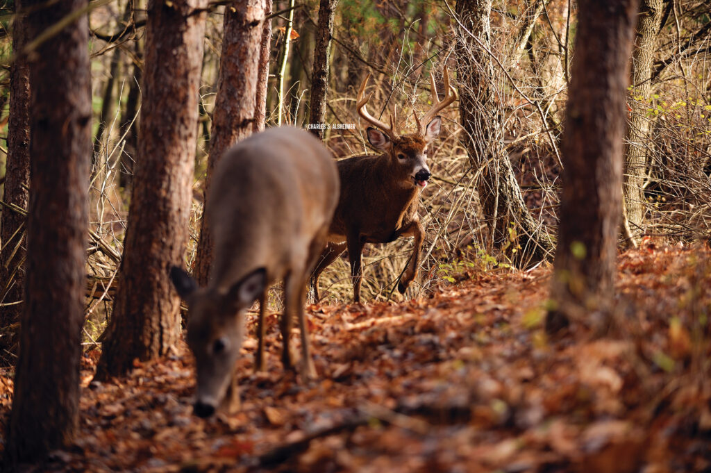 7 Ways to Tag a Rutting Buck | Deer & Deer Hunting