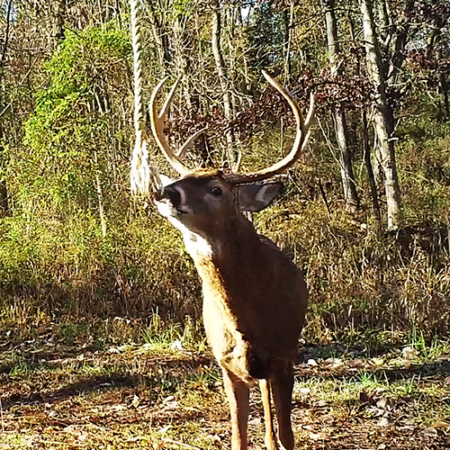 How to Use Golden Rope in Mock Scrapes | Deer & Deer Hunting