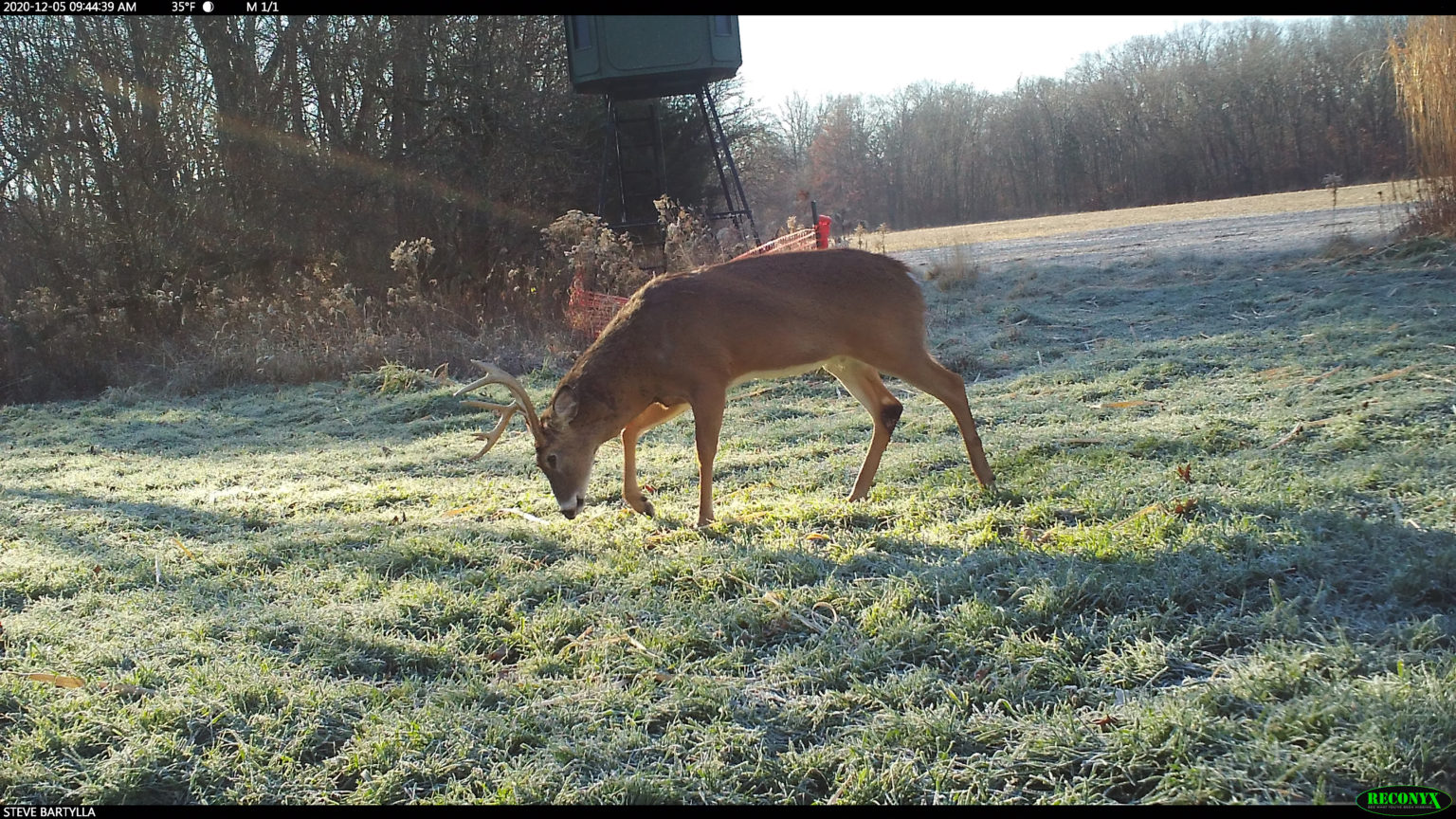 Pressure-Cooker Whitetails | Understanding Mature Bucks