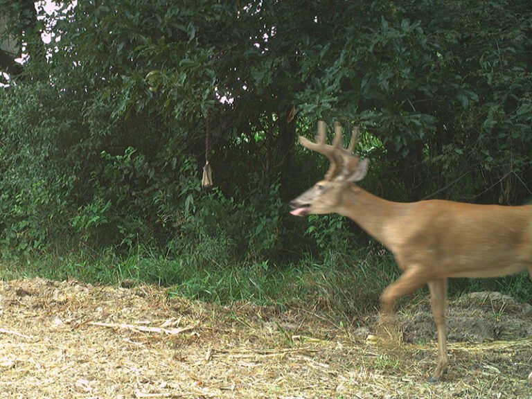 Is EHD About to Hammer Midwest Deer? | Deer & Deer Hunting
