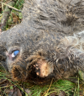 100 Deer Poached, 4 Suspects Involved