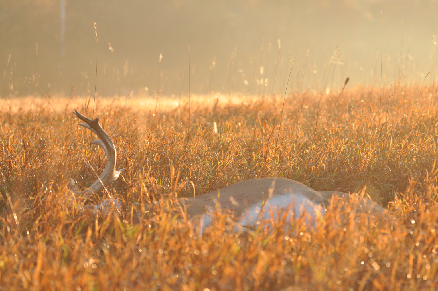 Deer Poaching Suspects Get Fines, Community Service | Deer & Deer Hunting