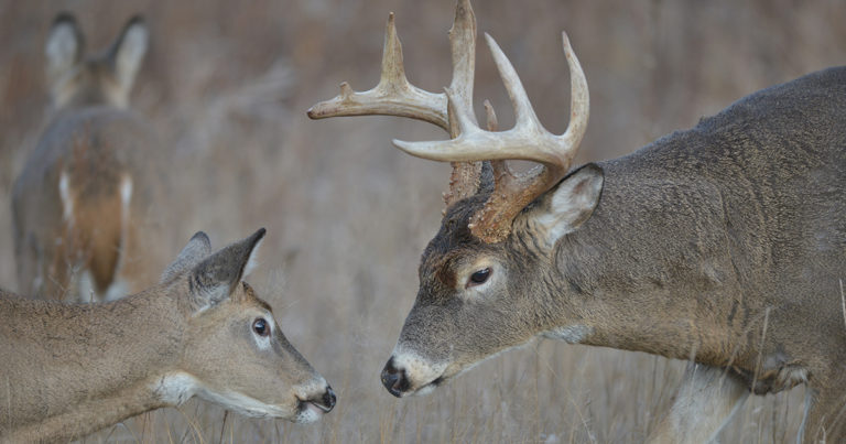 Quiz: Can You Age These Deer? | Auburn University Deer Research