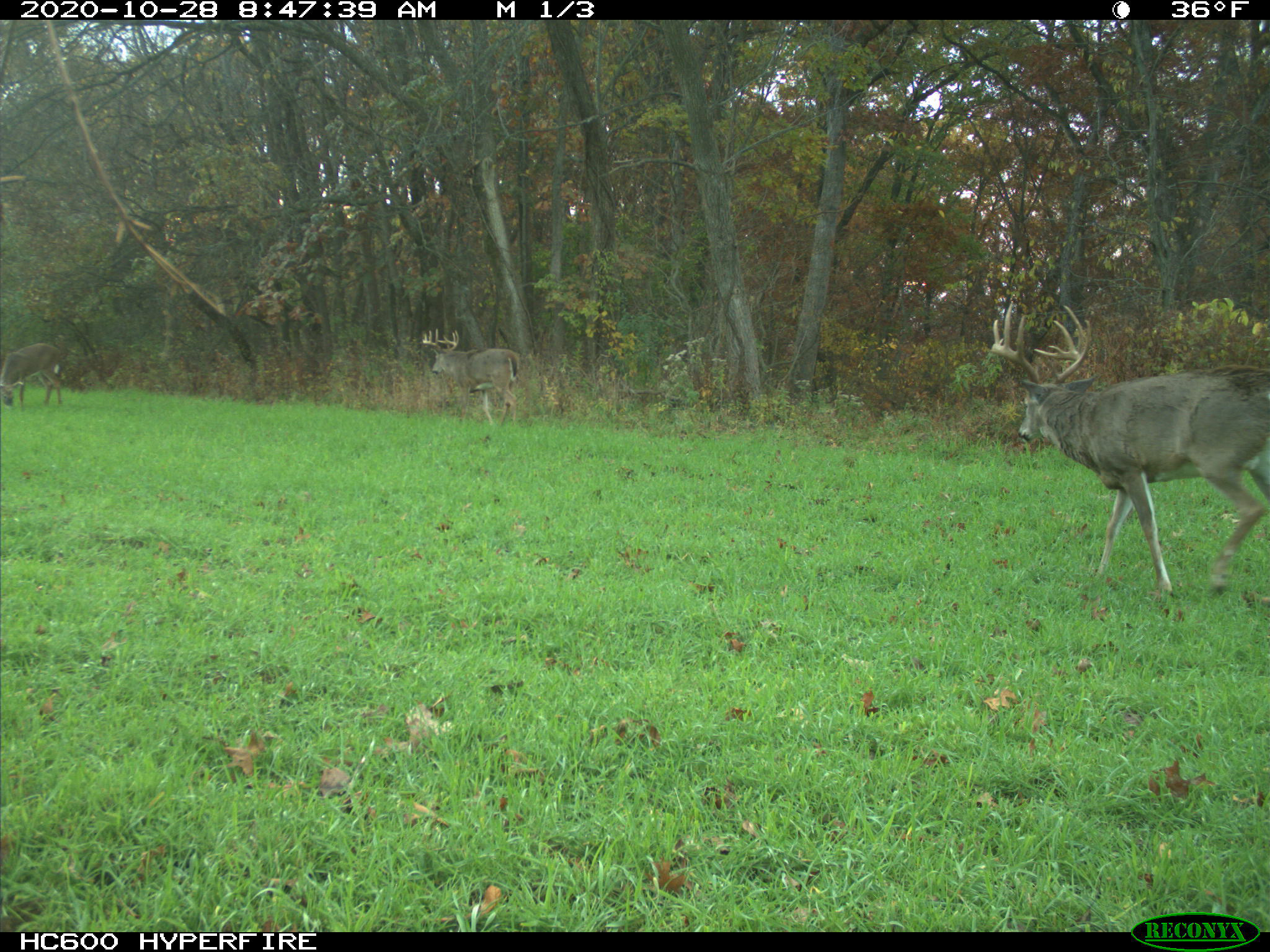 Rut Patterns | Understanding Mature Bucks | Deer & Deer Hunting