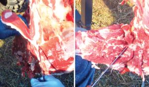 Boning Venison Quickly, Easily and Properly