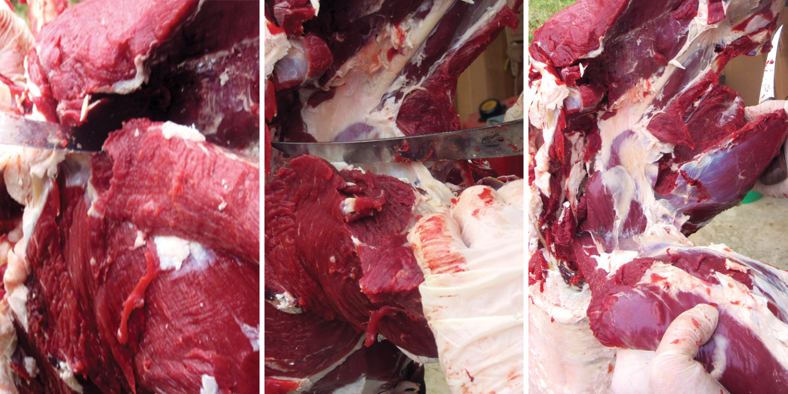 Boning Venison Quickly, Easily and Properly