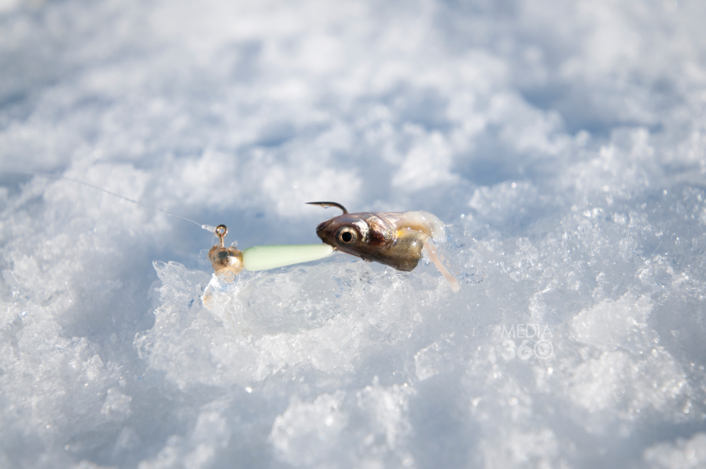 Strategies for Moody Perch | Ice Fishing Magazine