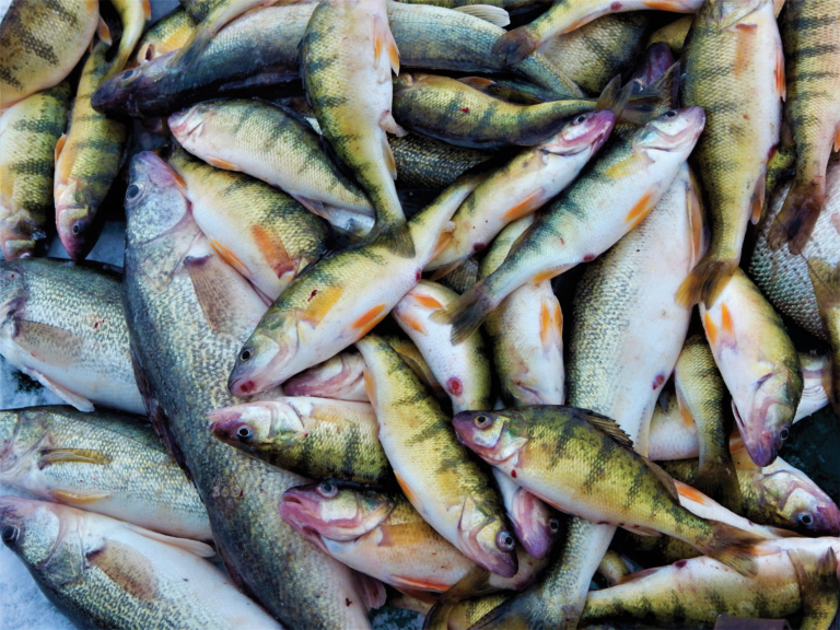 Tag-Teaming Method to Catch Walleye and Perch | Ice Fishing Magazine