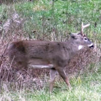 The Reality of Cull Bucks | Deer & Deer Hunting TV