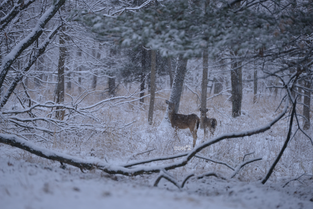 The Deer Crime of 1943