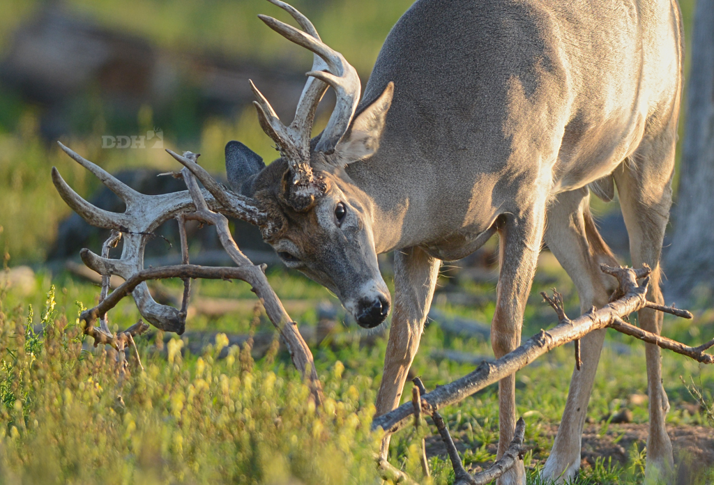 The Science of Buck Rubs