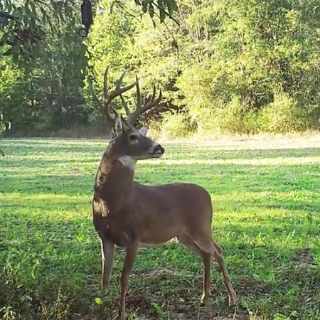 Top 3 Tips When Planting Spring Food Plot Trees | Deer & Deer Hunting