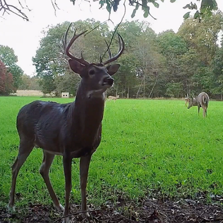 Top Tip for Deer Hunting Property Management | Deer & Deer Hunting