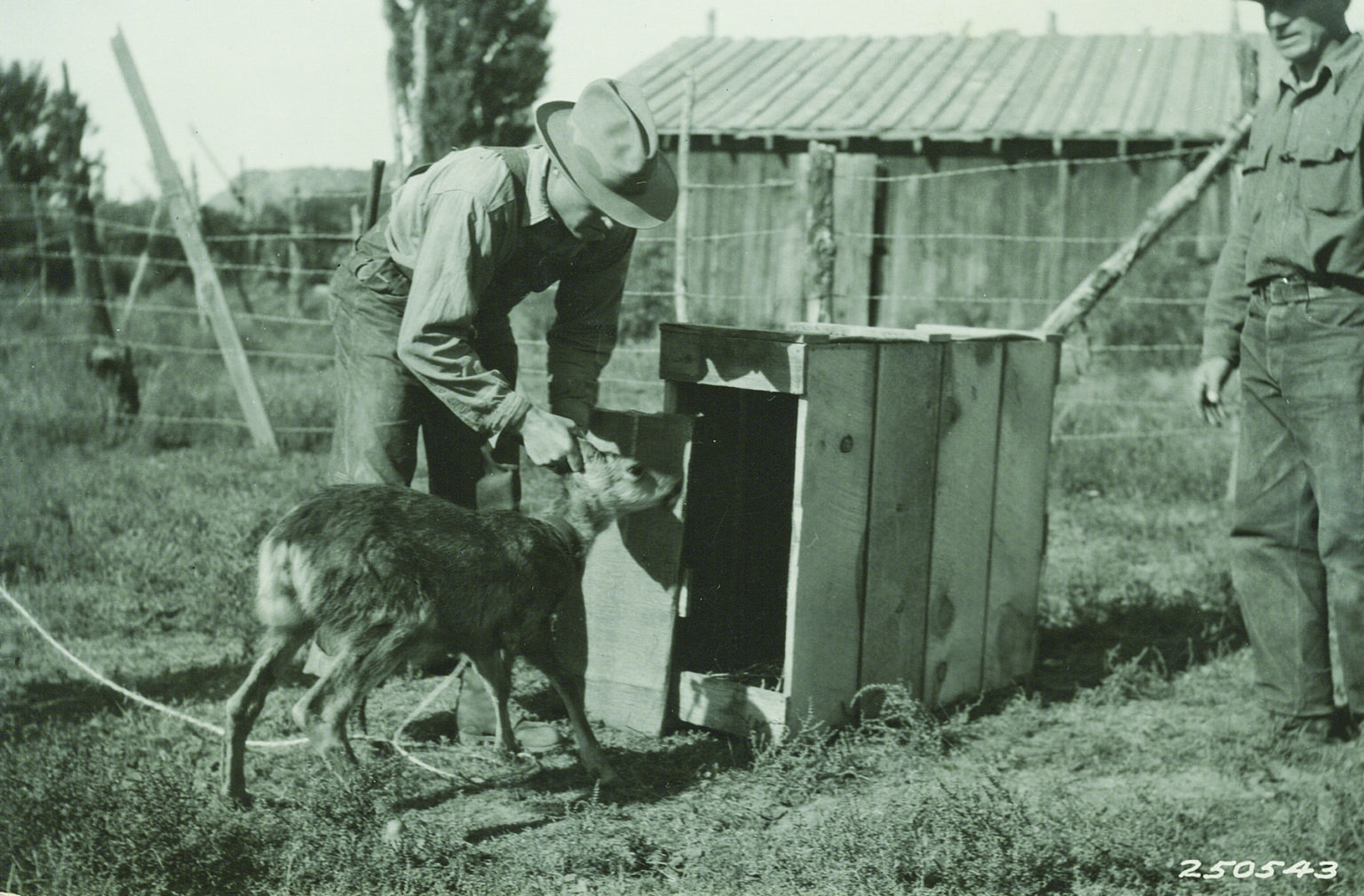 The Facts and Fallacies of Historical Whitetail Translocations | Deer ...