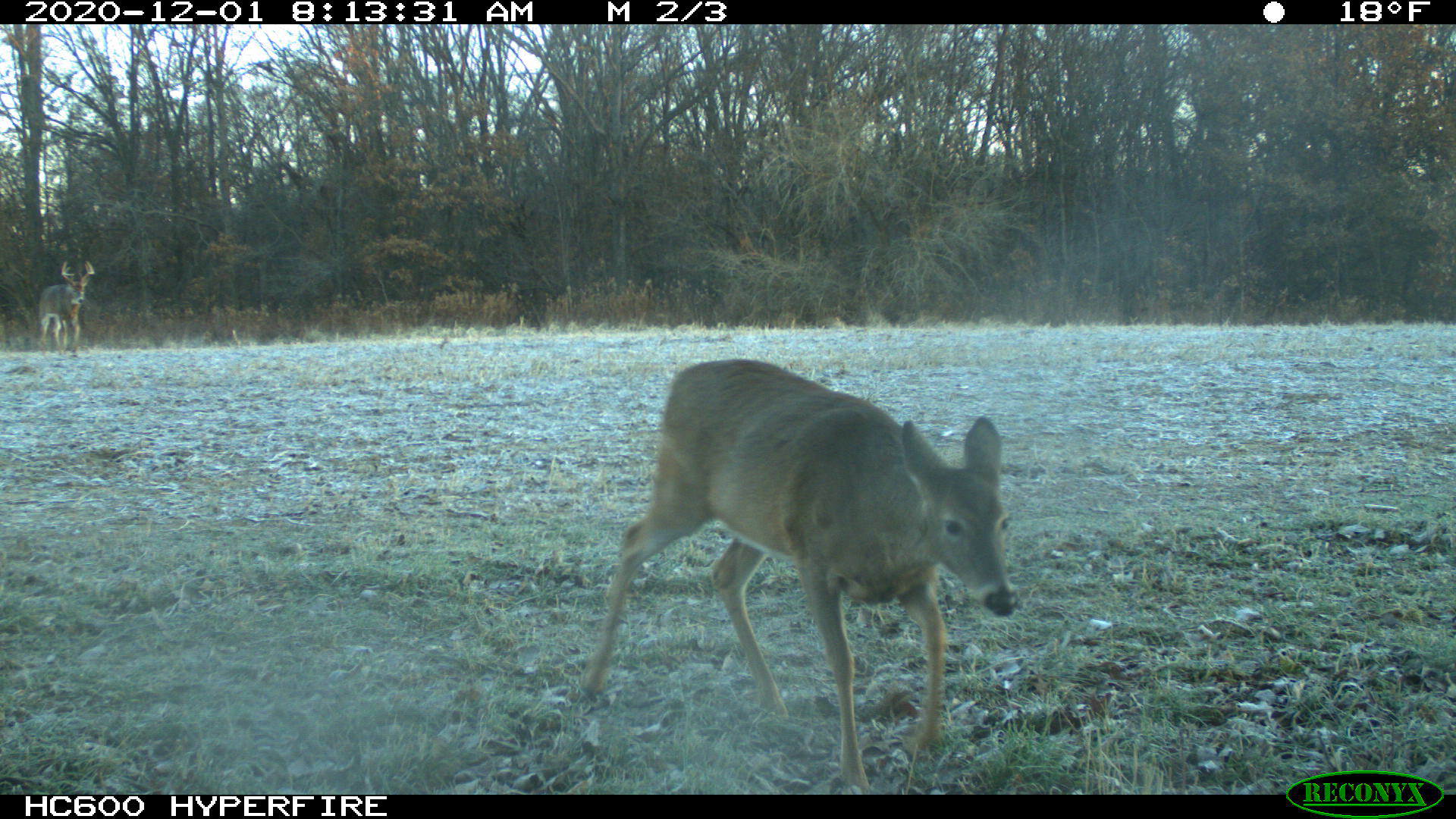 Master Whitetail Phases | Understanding Mature Bucks